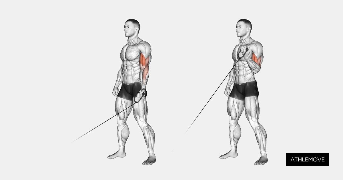 Cable Single-Arm Curl: Guide, Muscles Worked, Tips | Athlemove