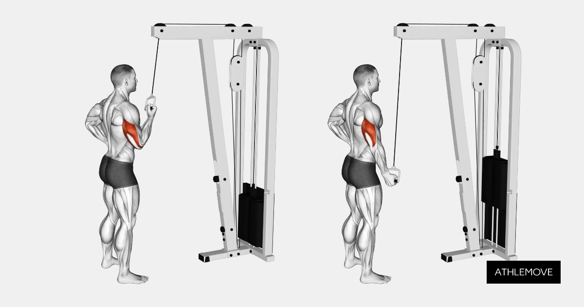 Cable Single-Arm Pushdown: Guide, Muscles Worked, Tips | Athlemove